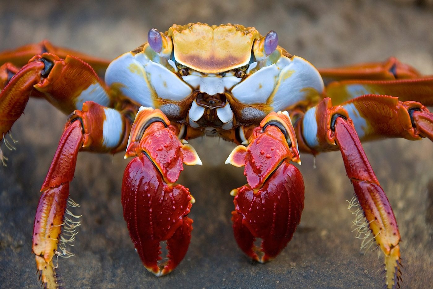 Sally Lightfoot Crab (Grapsus grapsus) - Galapagos Islands - The ...